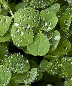 Cis-3-Hexenol aka Leaf Alcohol – Perfumer Supply House