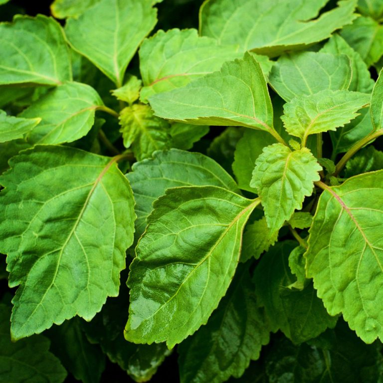 Gurjun (Gurjum) Balsam Oil (Biolandes) – Perfumer Supply House